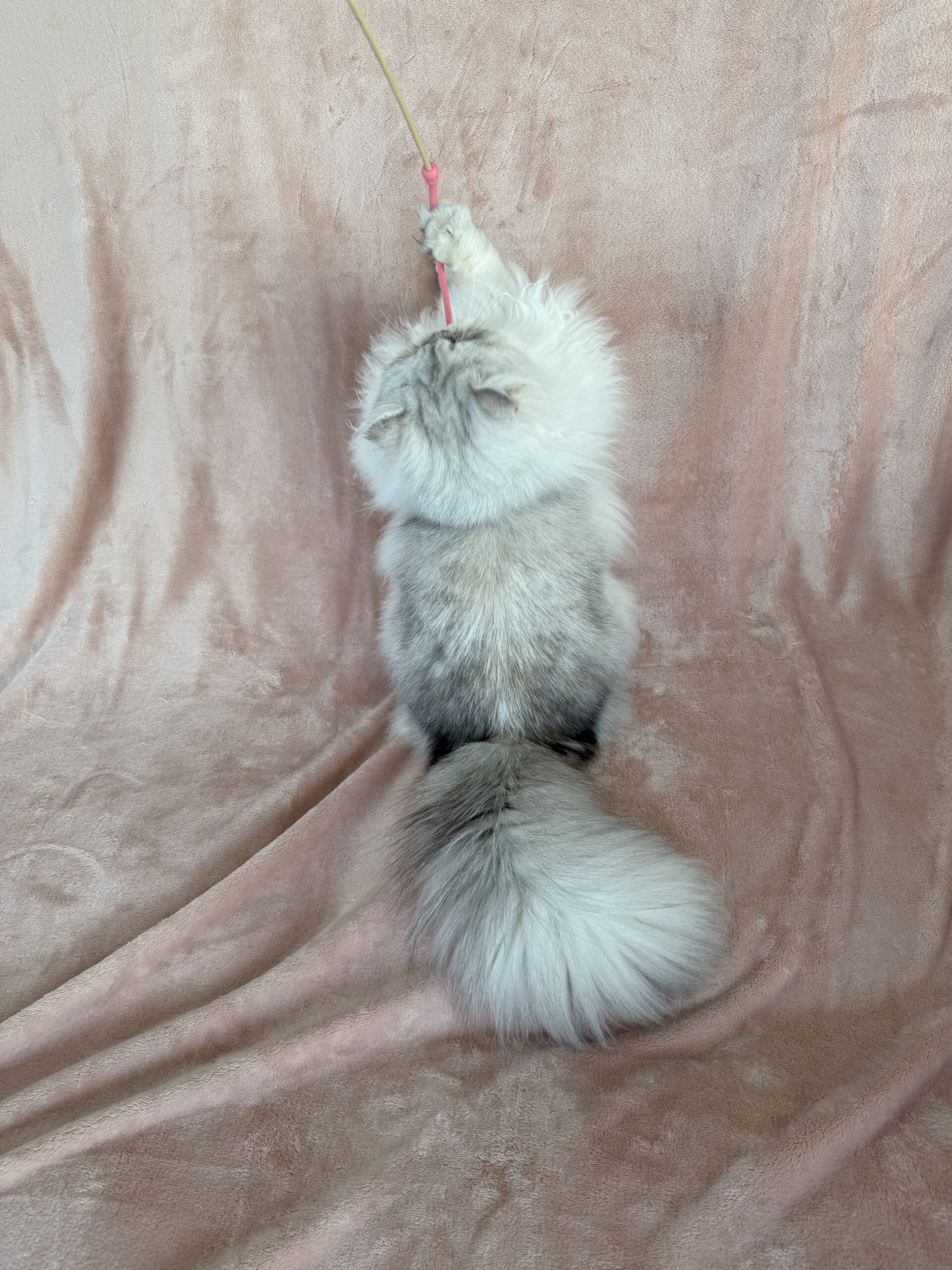 Kitten template page - Persian Kittens Cattery